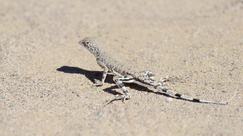 Zebra-tailed Lizard - NDOW
