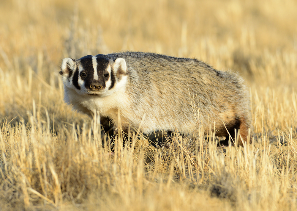 American Badger - NDOW