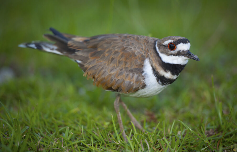 Killdeer - NDOW