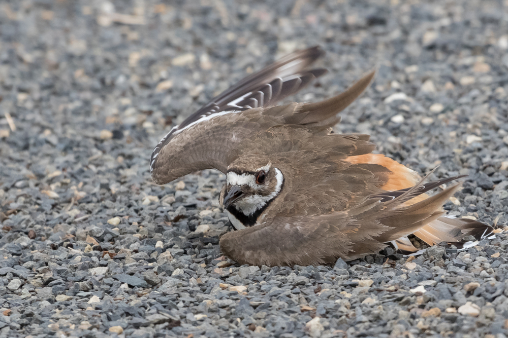 Killdeer - NDOW