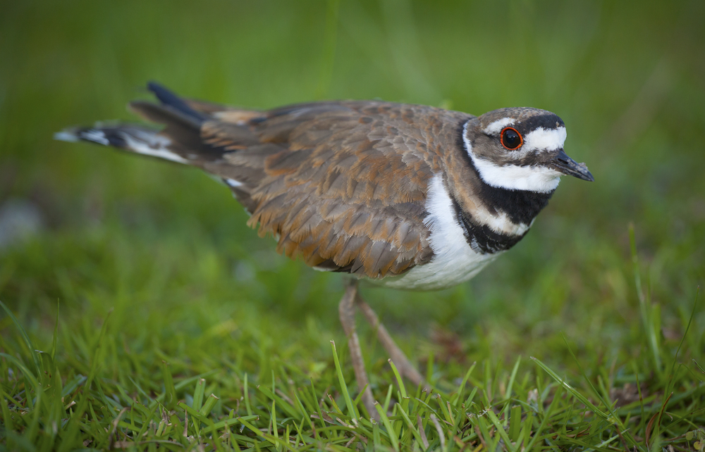 Killdeer - NDOW