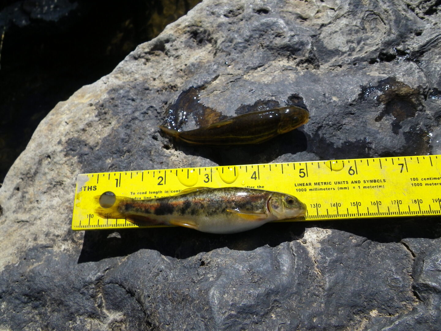 Warner Sucker - NDOW