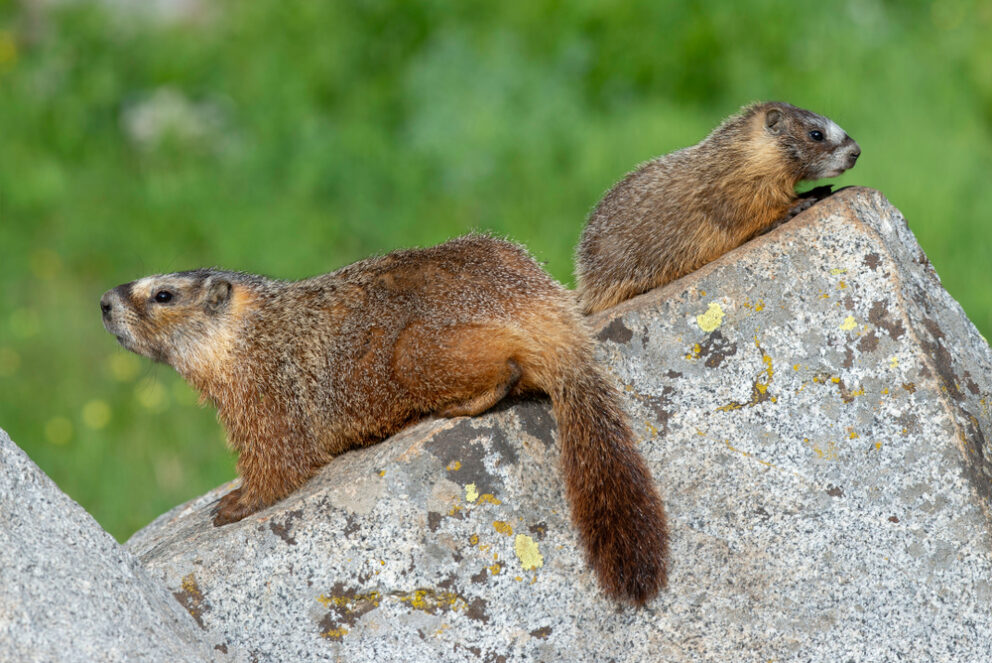 Yellow Bellied Marmot 2 Everything You Need To Know About