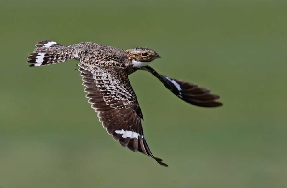 NDOW Releases Newest State Wildlife Action Plan - NDOW
