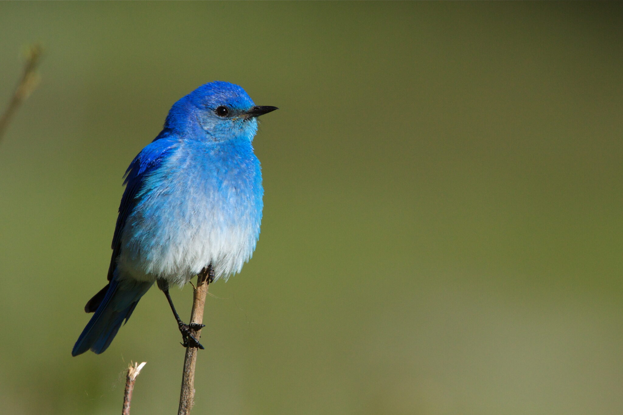 Mountain Bluebird - NDOW