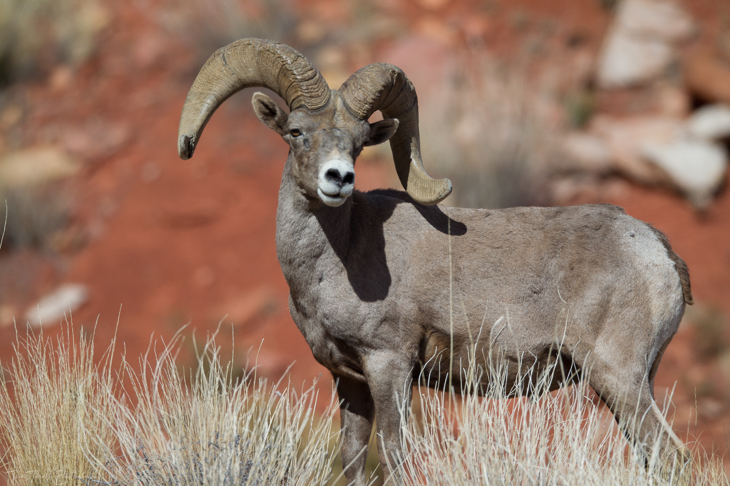 About NDOW - Nevada Department of Wildlife