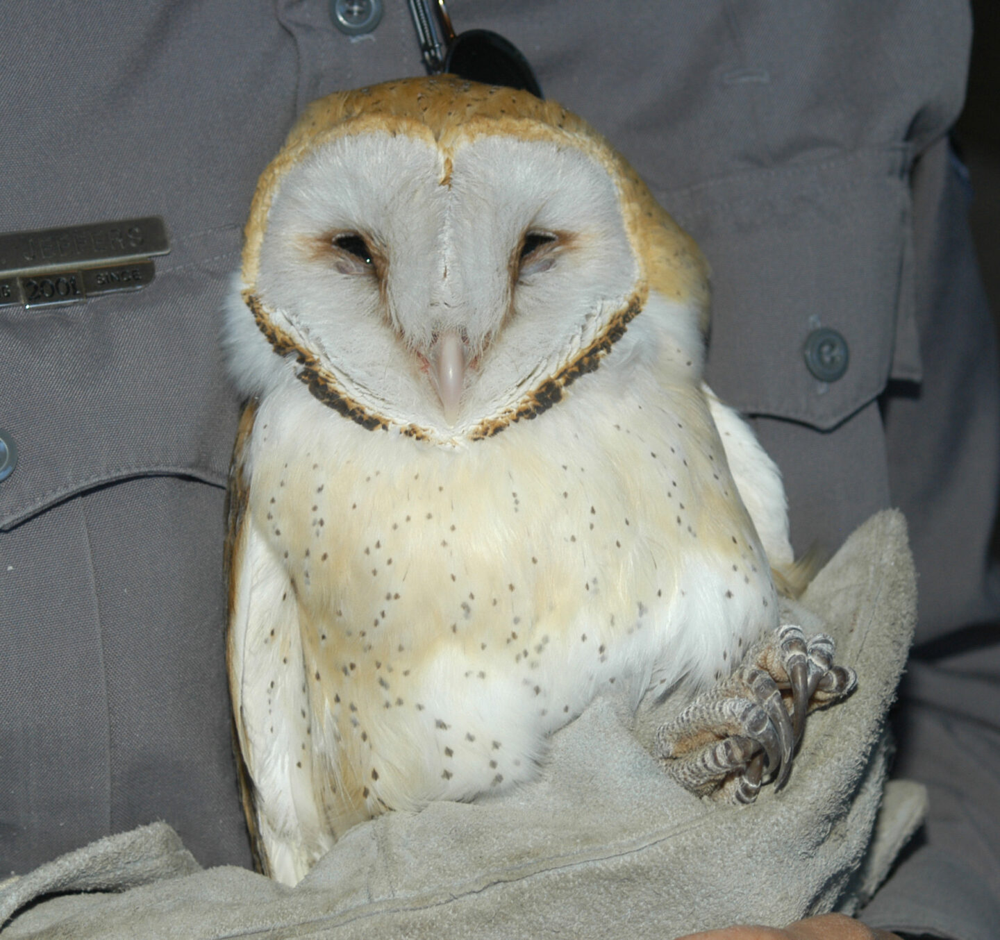 Barn Owl - NDOW