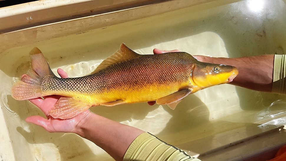 Razorback Sucker - NDOW