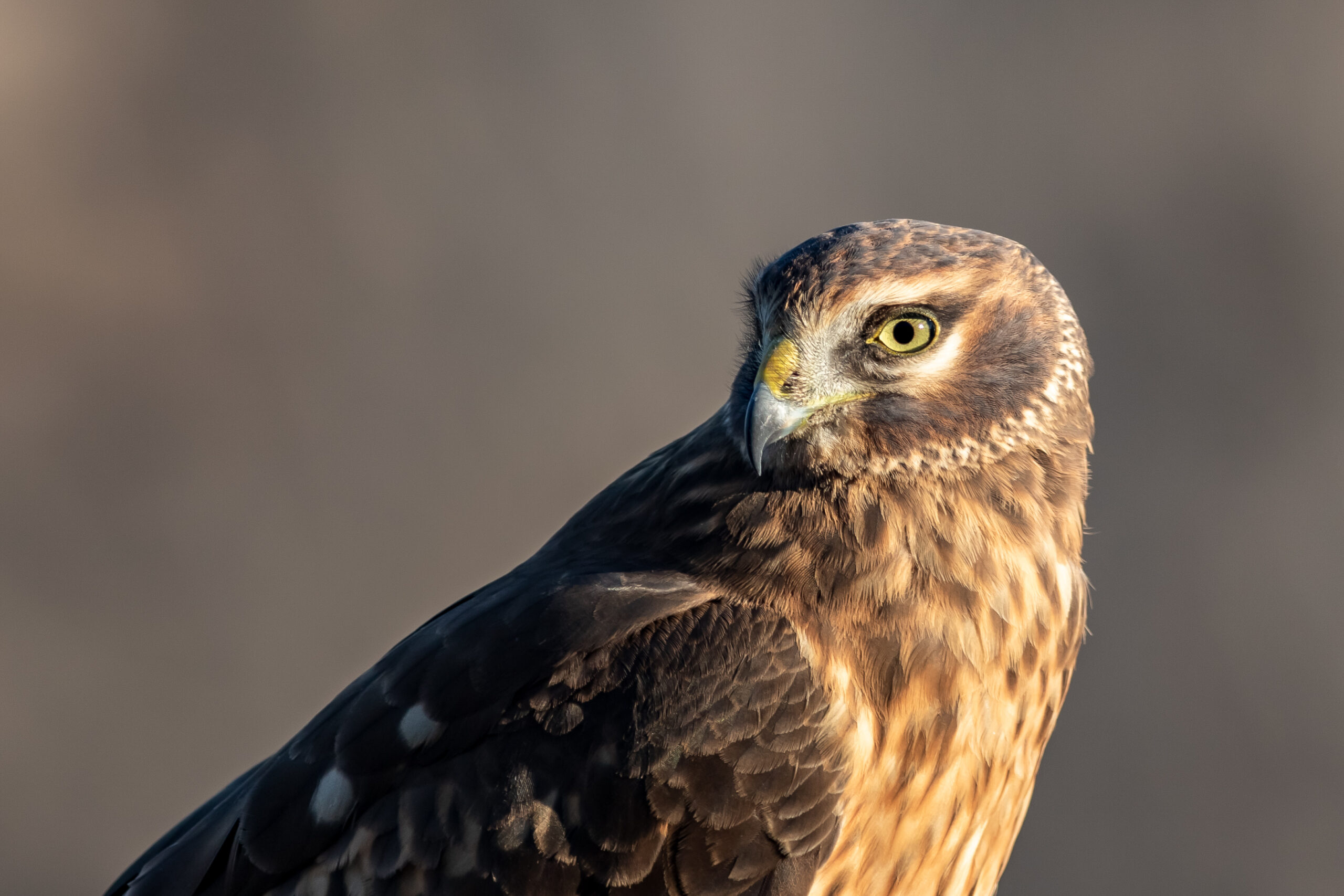 Northern Harrier - NDOW