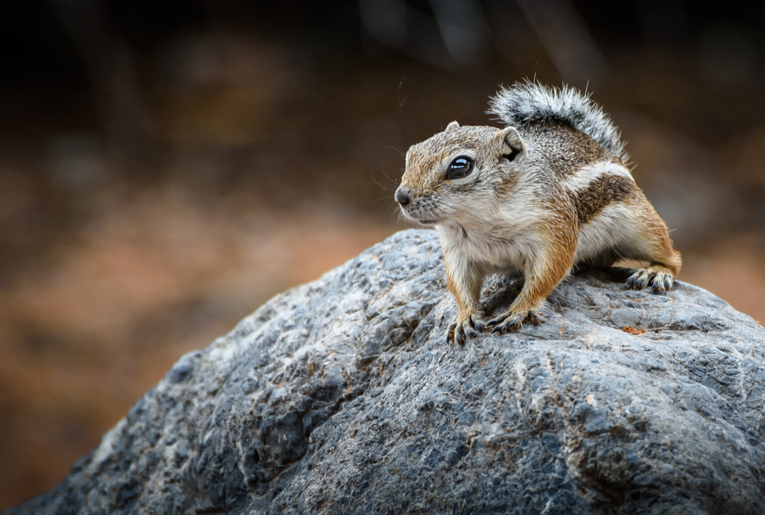 White-tailed Antelope Squirrel - NDOW