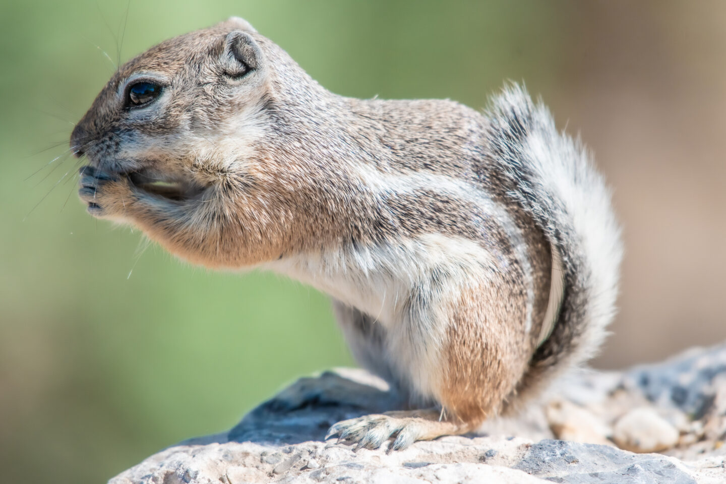 White-tailed Antelope Squirrel - NDOW