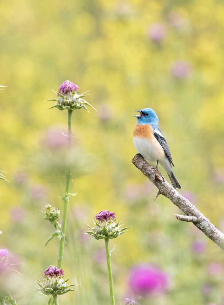 Lazuli Bunting - NDOW