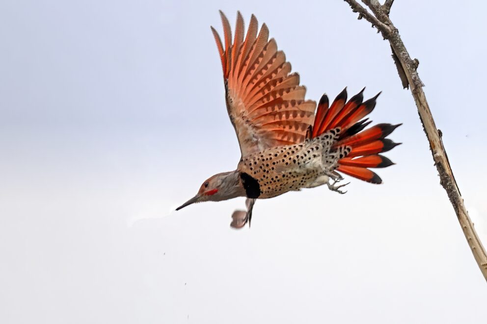 Northern Flicker - NDOW