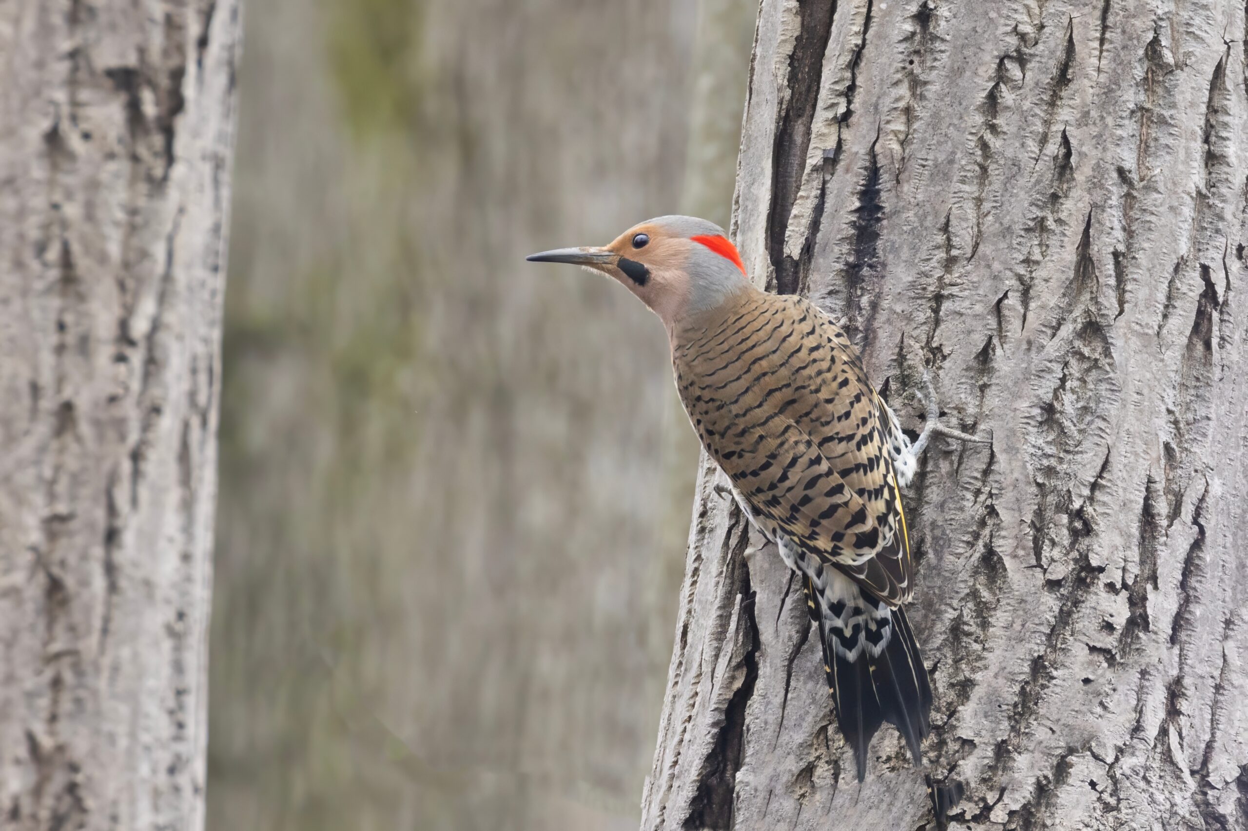 Northern Flicker - NDOW