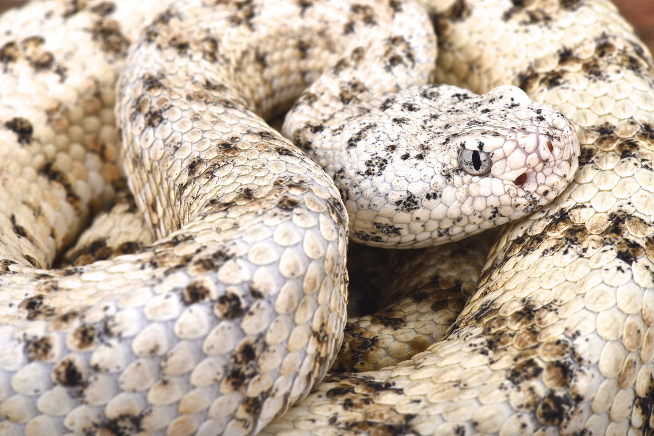 Southwestern Speckled Rattlesnake - NDOW