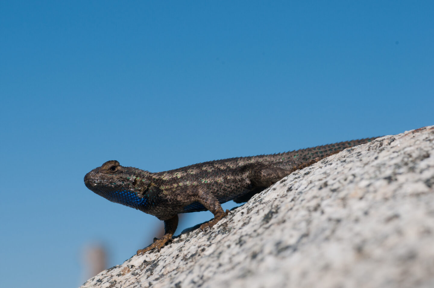 Great Basin Fence Lizard - NDOW